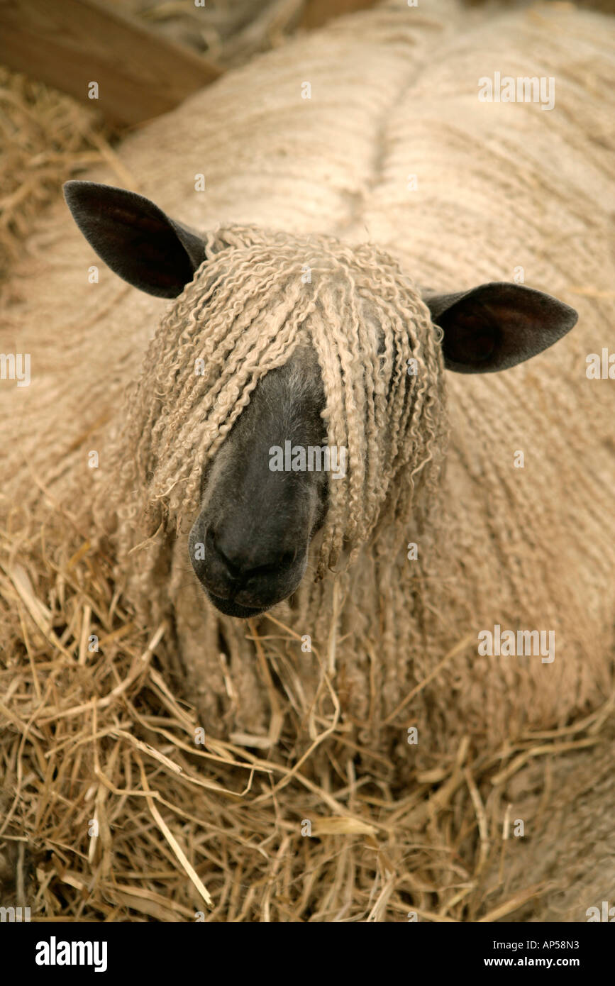 Long haired sheep hi-res stock photography and images - Alamy
