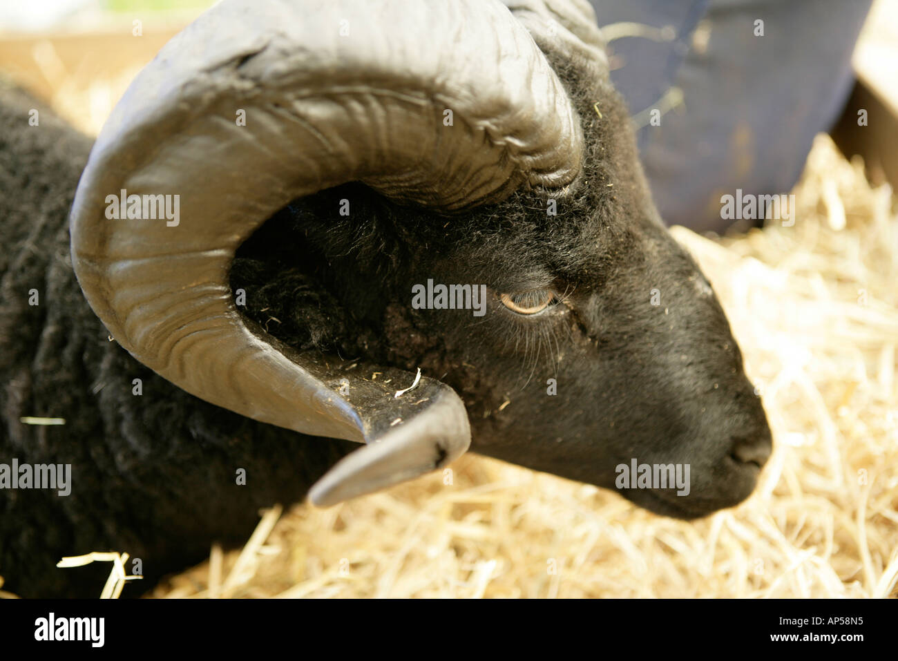 Hebridean ram hi-res stock photography and images - Alamy