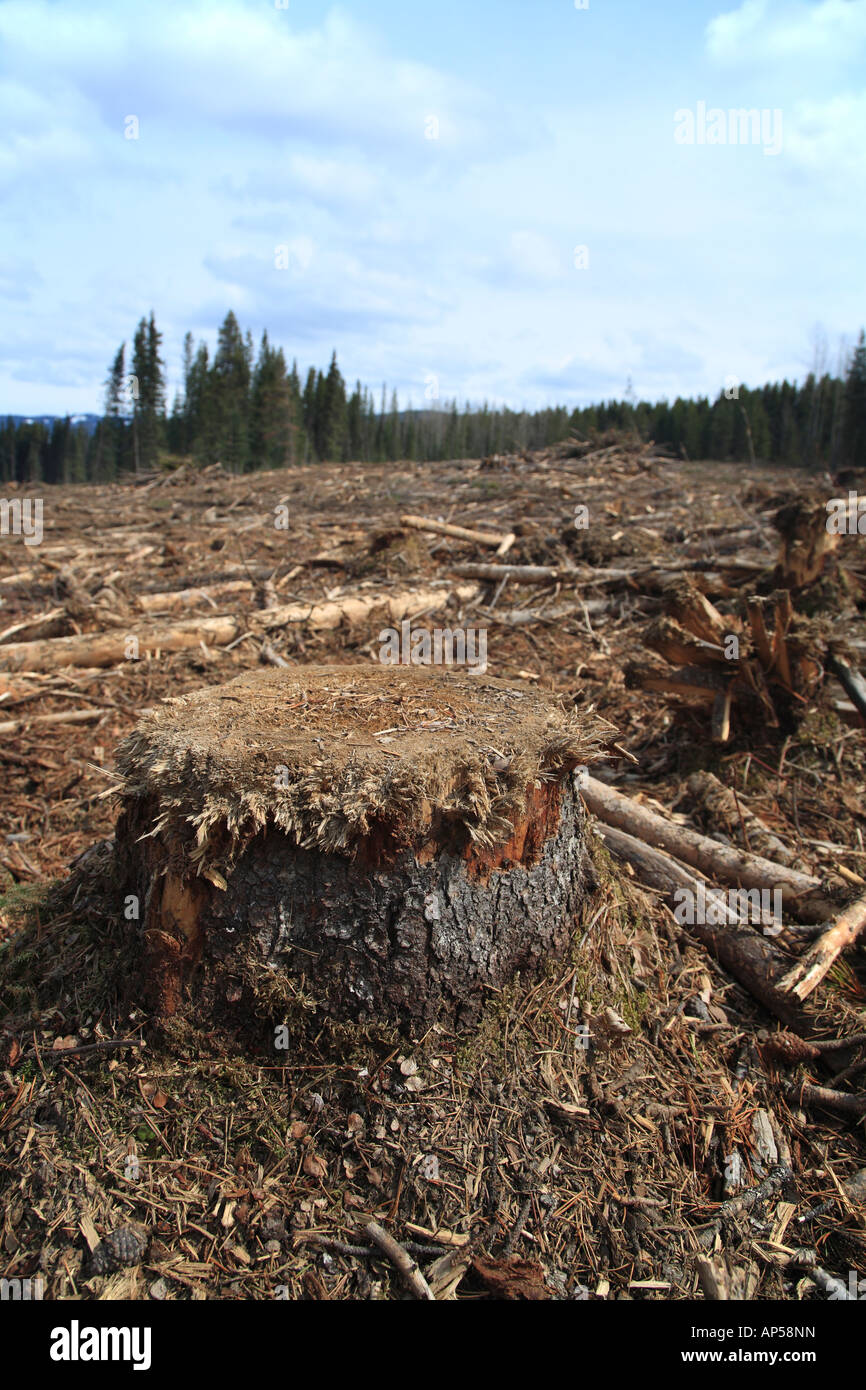 Stump of pine tree in mountain pine beetle infected clearcut Houston ...