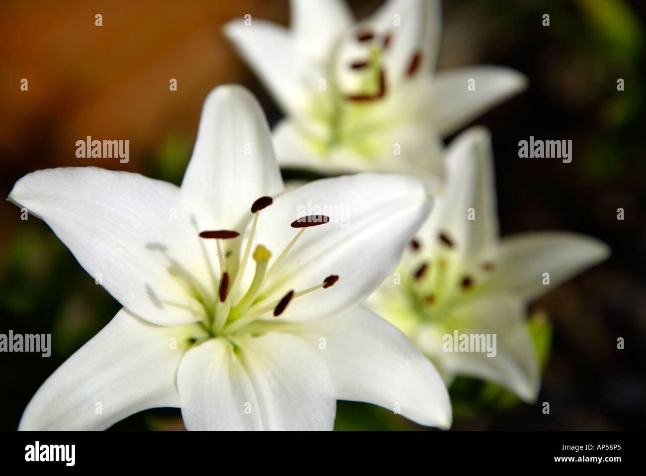 Lilium candidum stems hi-res stock photography and images - Alamy