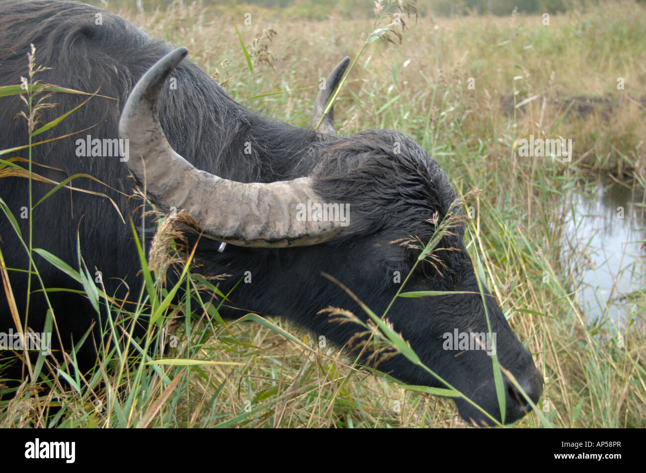 Water Buffalo grazing at Chippenham Fen National Nature Reserve ...