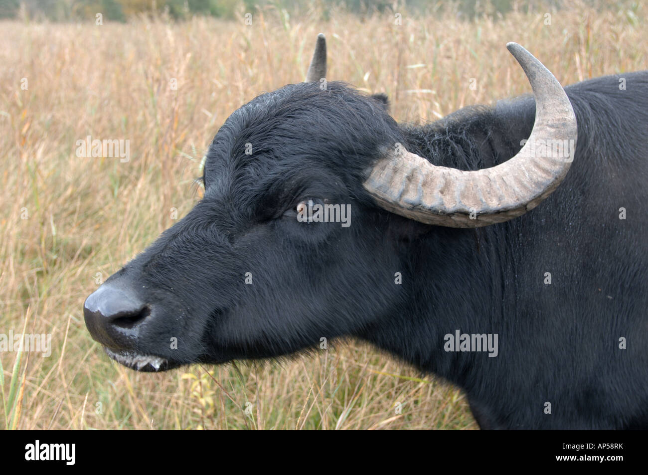 Water Buffalo grazing at Chippenham Fen National Nature Reserve ...