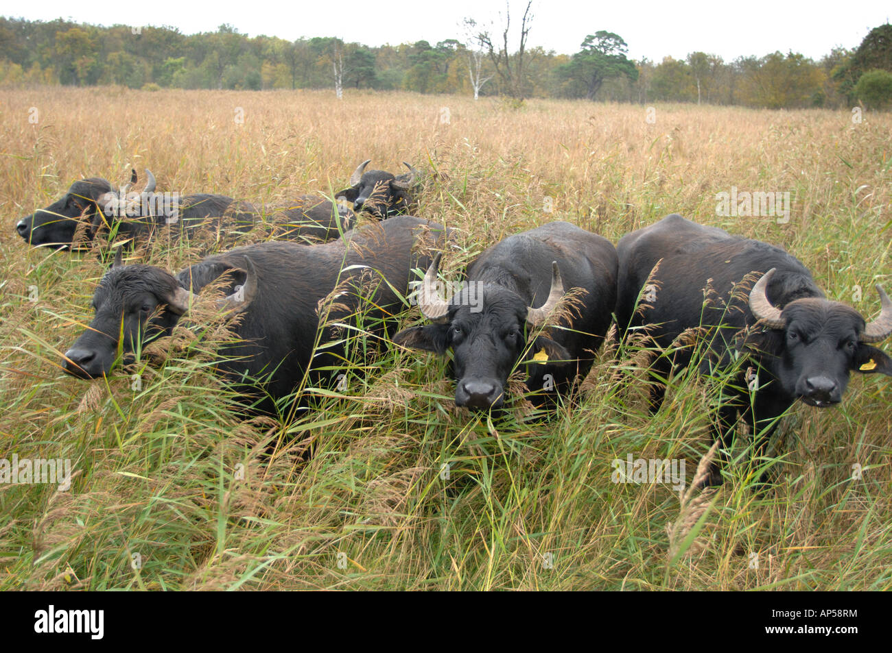 Water Buffalo grazing at Chippenham Fen National Nature Reserve ...