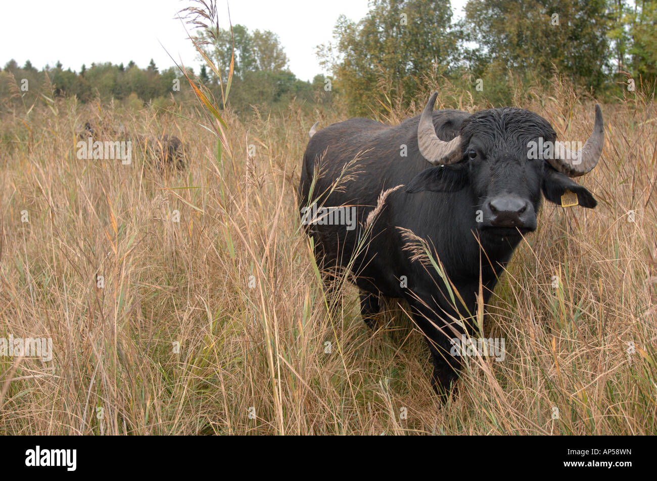 Water Buffalo grazing at Chippenham Fen National Nature Reserve ...