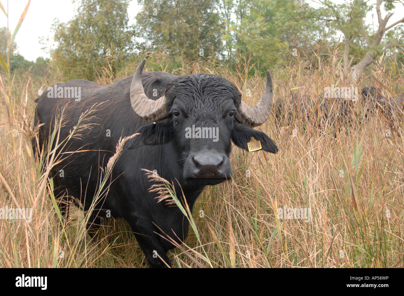 Chippenham fen national nature reserve hi-res stock photography and ...
