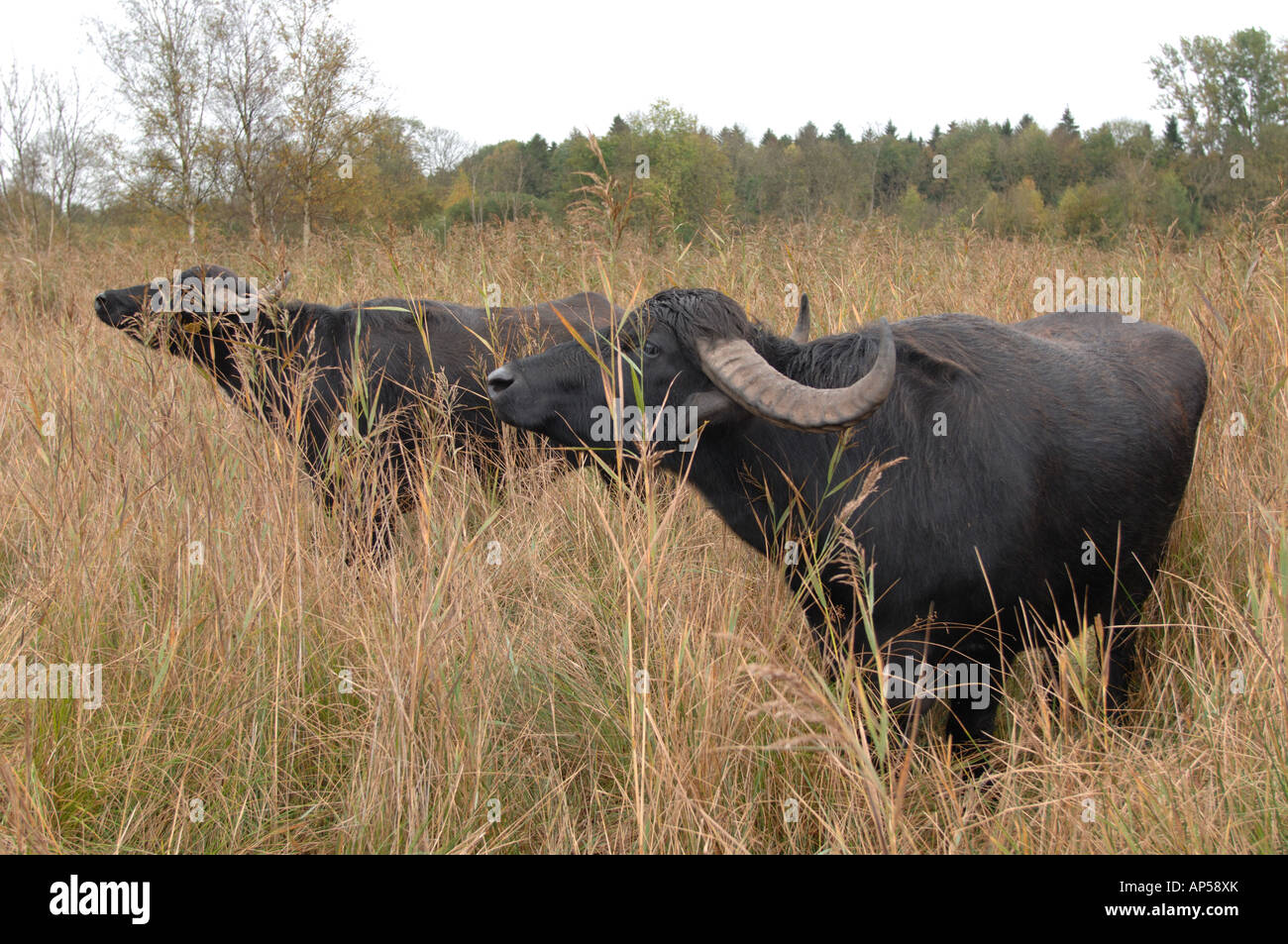 Chippenham fen national nature reserve hi-res stock photography and ...