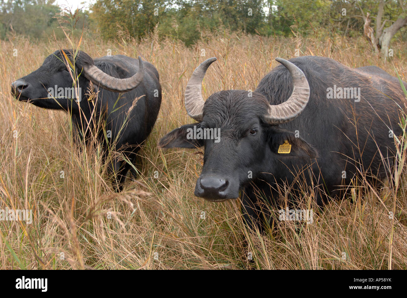 Water Buffalo grazing at Chippenham Fen National Nature Reserve ...