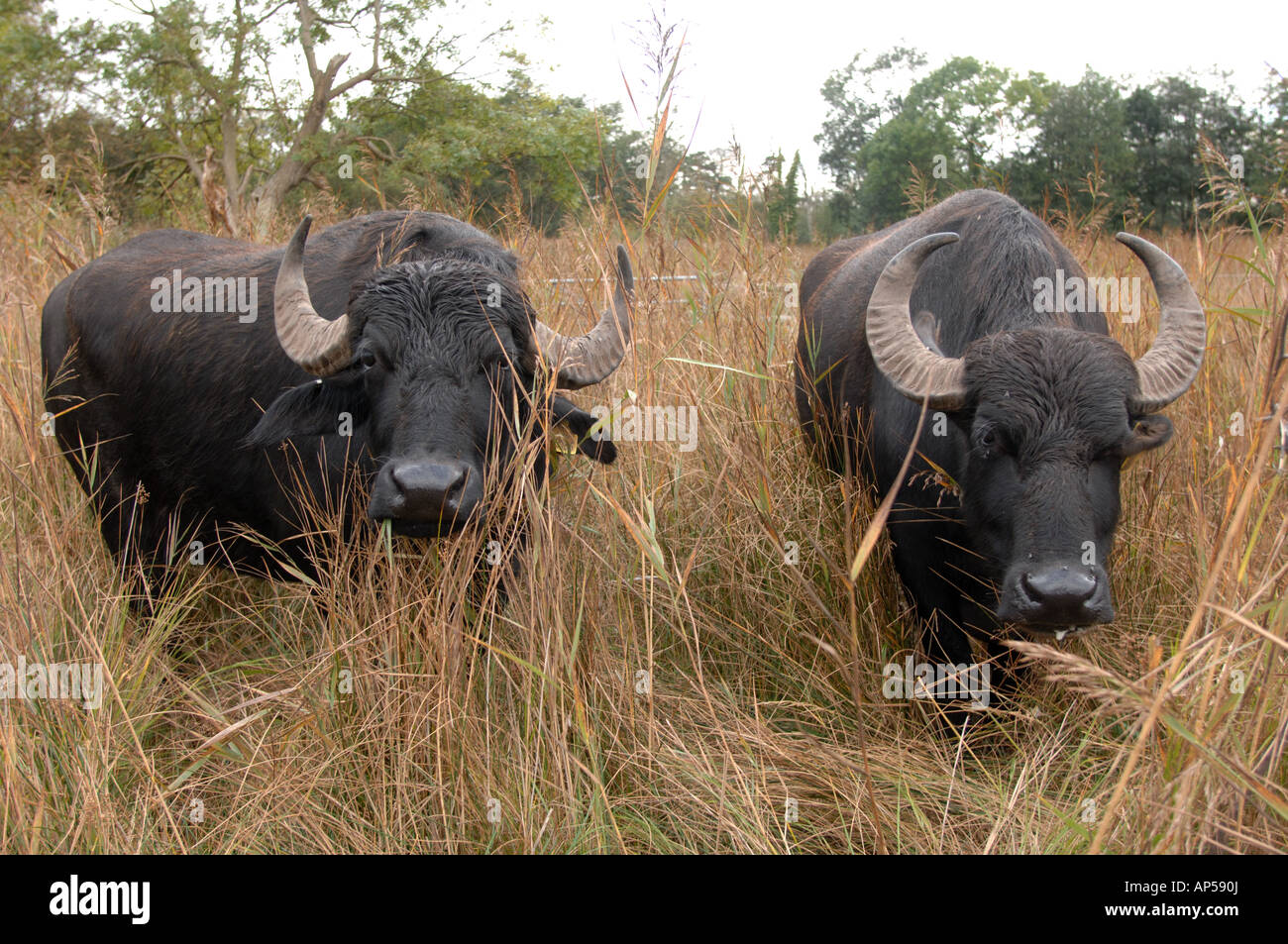 Water Buffalo grazing at Chippenham Fen National Nature Reserve ...