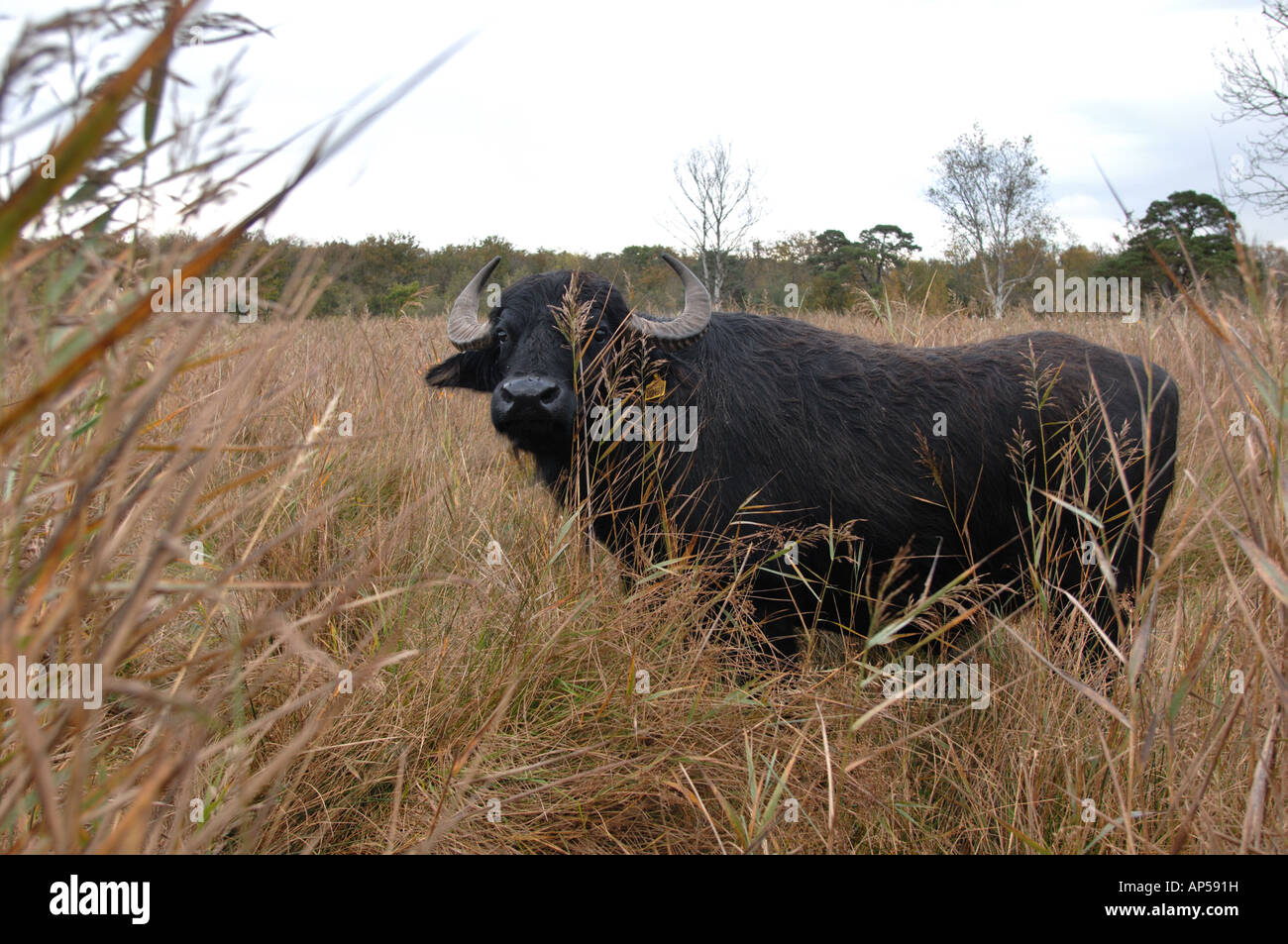 Chippenham fen national nature reserve hi-res stock photography and ...
