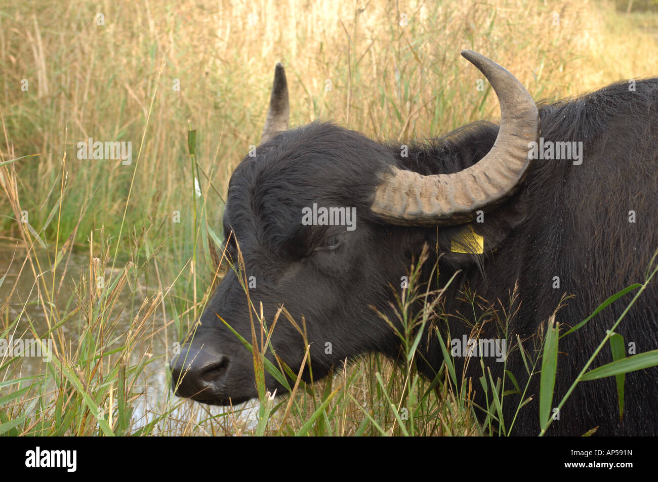 Chippenham fen national nature reserve hi-res stock photography and ...