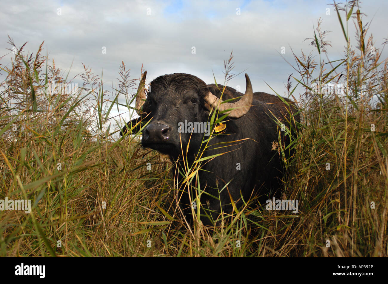 Water Buffalo grazing at Chippenham Fen National Nature Reserve ...
