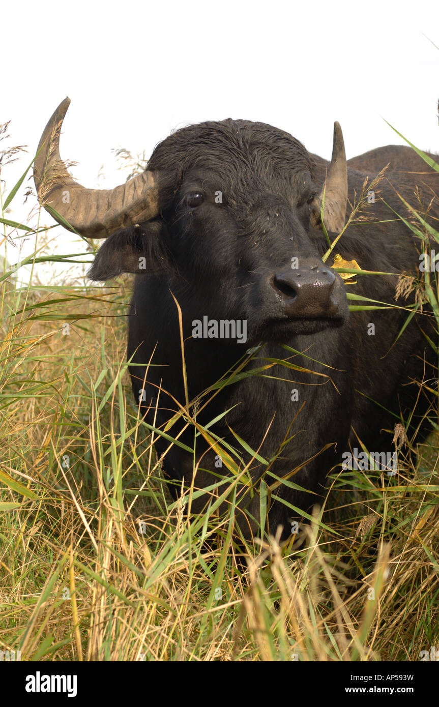 Water Buffalo grazing at Chippenham Fen National Nature Reserve ...