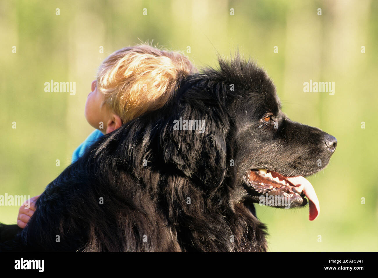 Young boy hugging pet Newfoundland dog Smithers British Columbia Stock ...