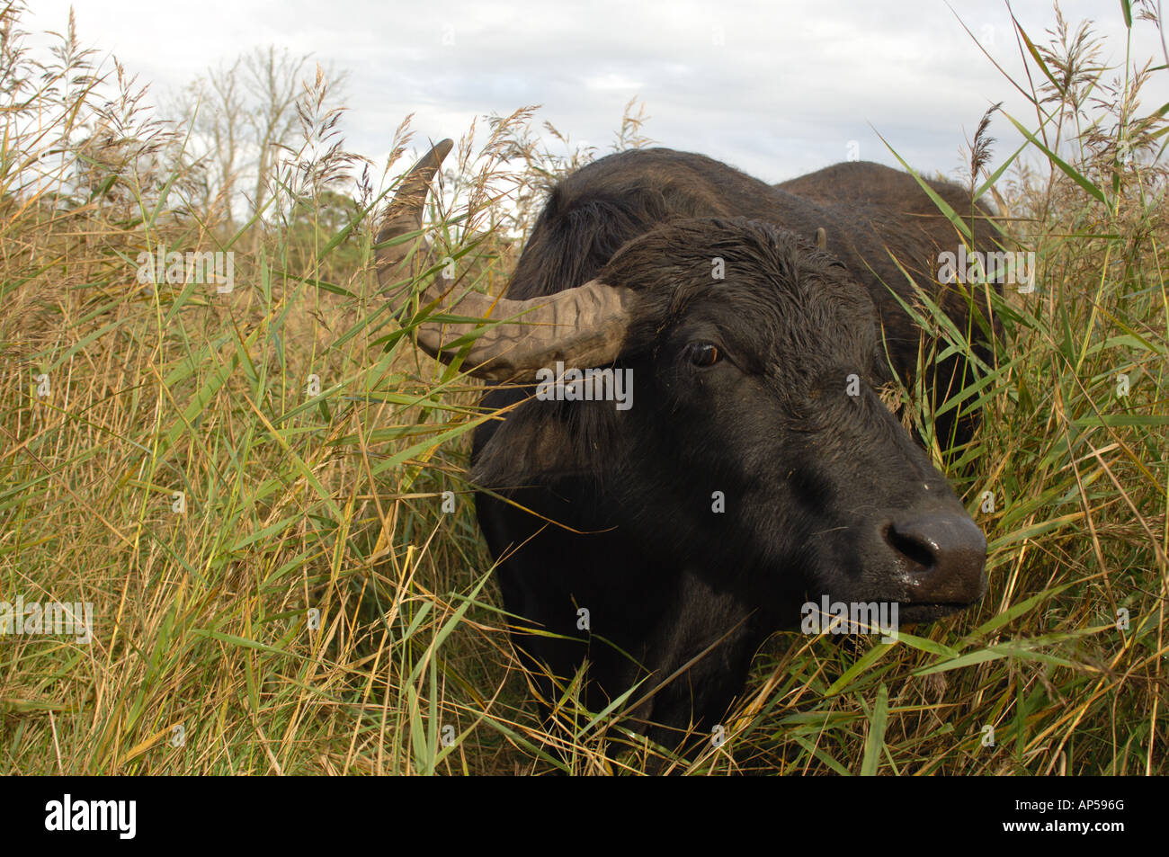 Chippenham cambridgeshire hi-res stock photography and images - Alamy