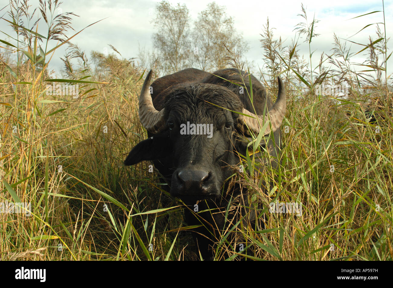 Chippenham fen national nature reserve hi-res stock photography and ...