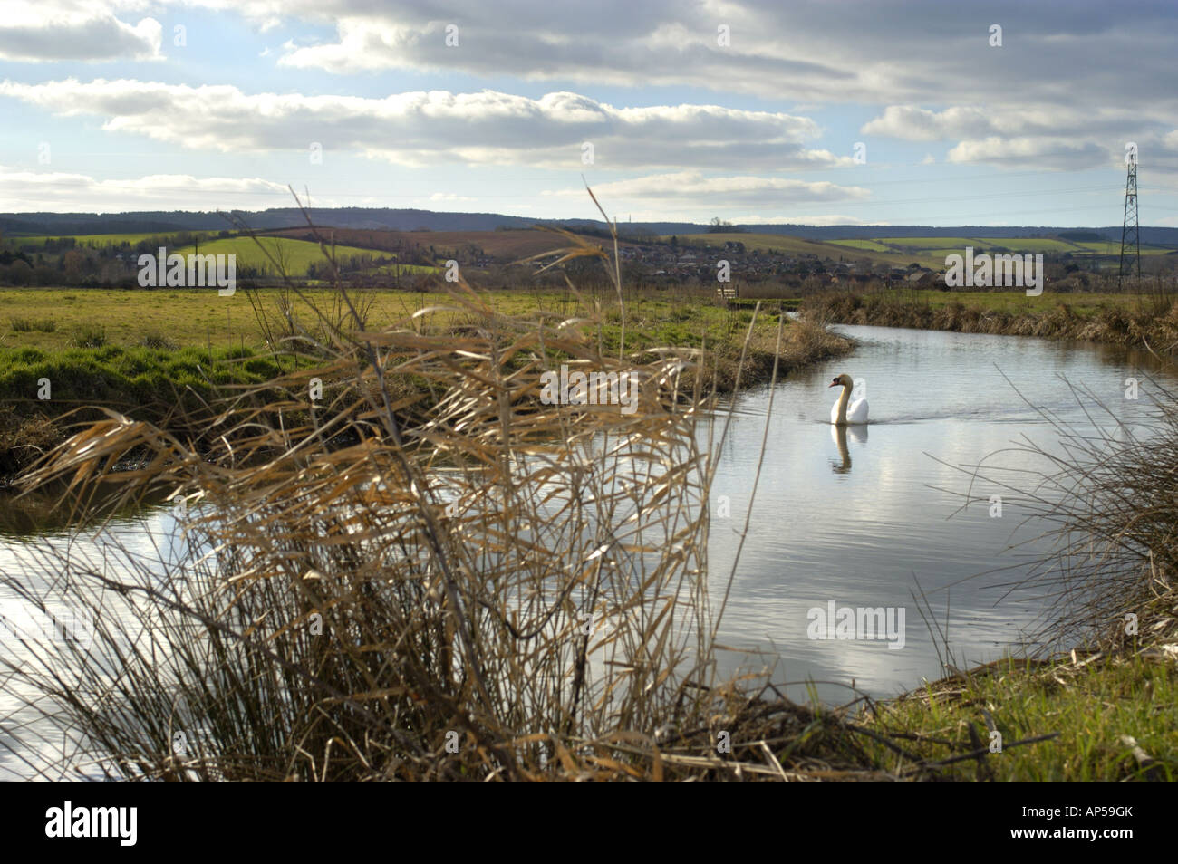 A mute Swan on the river at Exminster Marshes Nature Reserve near ...