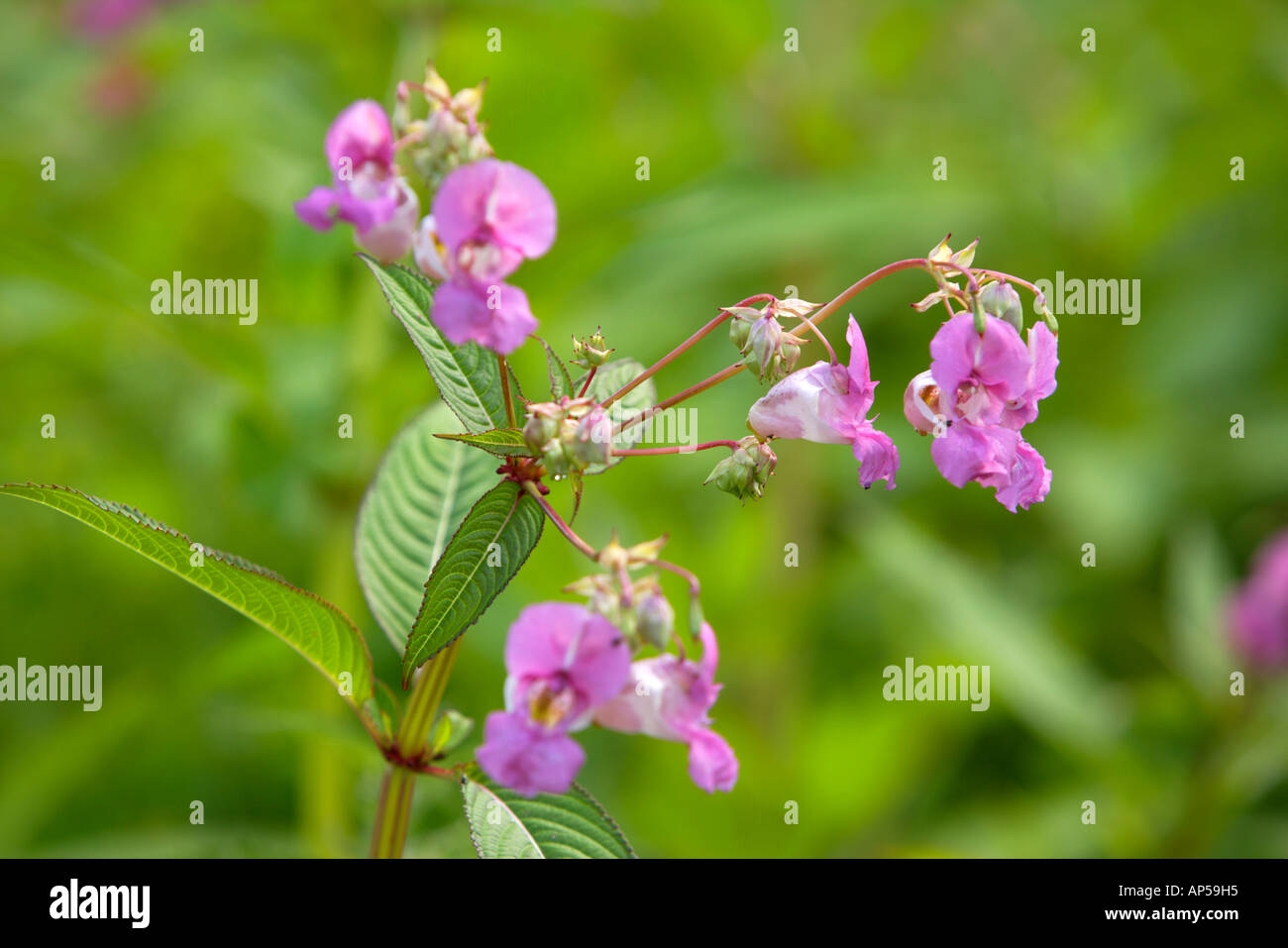 Impatiens impatiens glandulifera flowers hi-res stock photography and ...