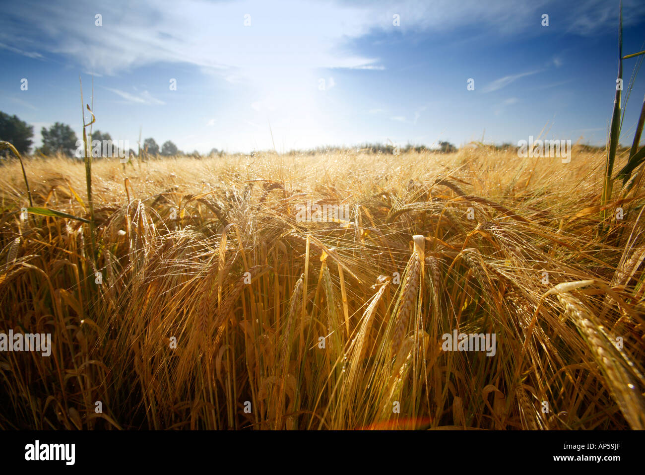 Ripe Barley Field Close Up High Summer Norfolk UK Stock Photo - Alamy