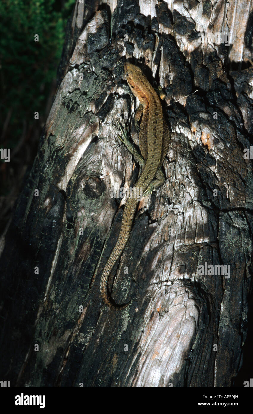 Common lizard on burnt tree stump hi-res stock photography and images ...