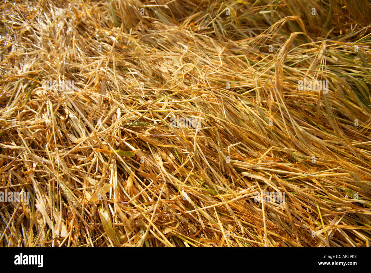Flattened circular hi-res stock photography and images - Alamy