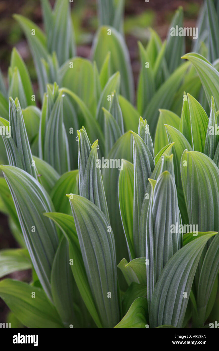 Indian Hellebore Veratrum viride an alpine wildflower in early spring ...