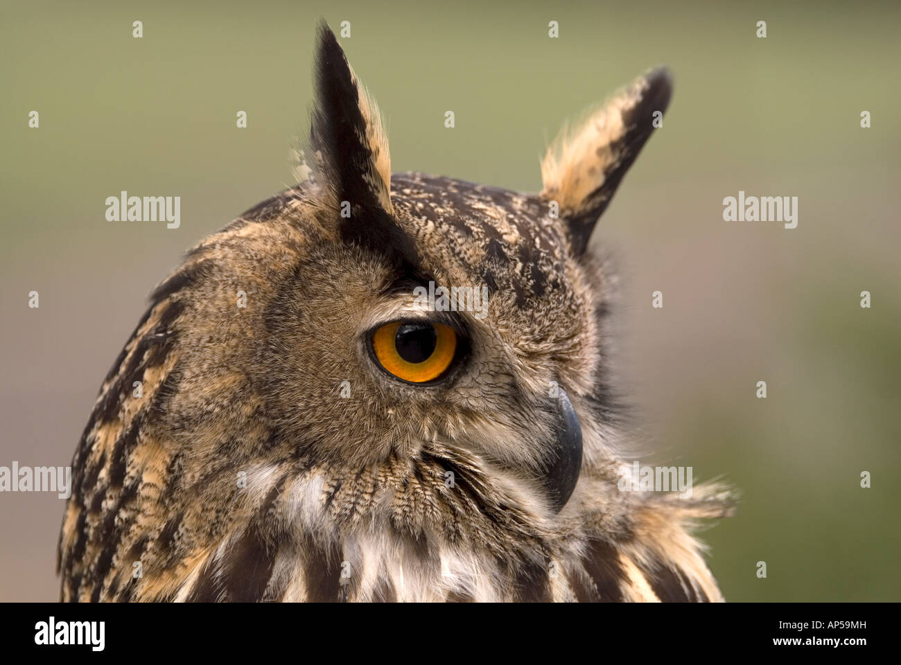 Búho real. Bubo bubo Stock Photo - Alamy