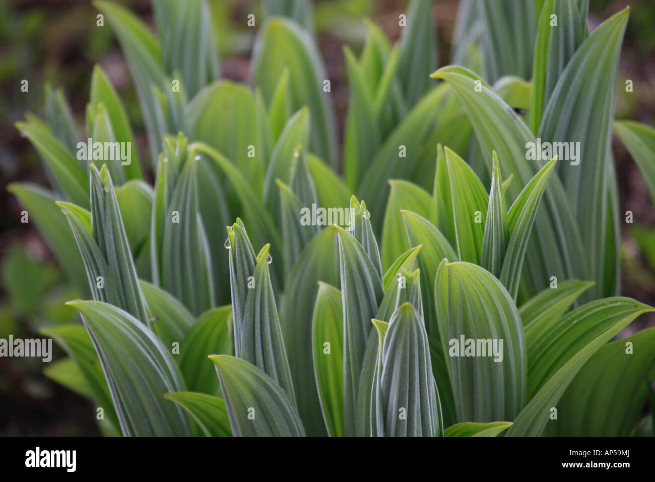 Indian hellebore hi-res stock photography and images - Alamy