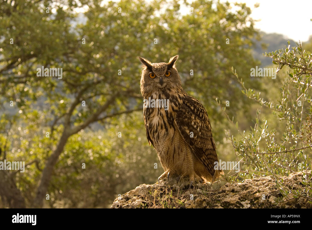 Búho real en su posadero Stock Photo - Alamy