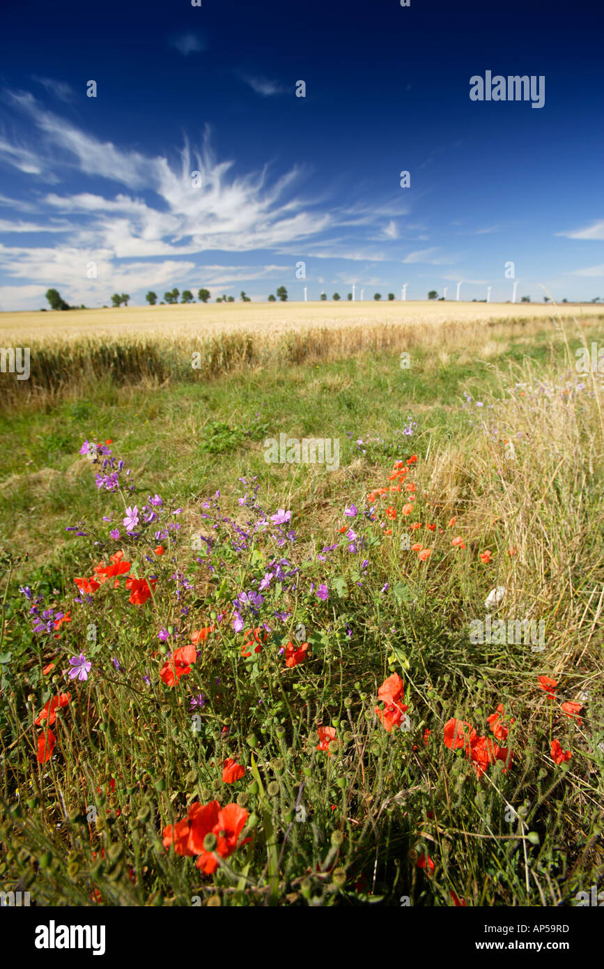 Wheatfield And Wildflowers With Distant Wind Farm, High Summer, Norfolk ...