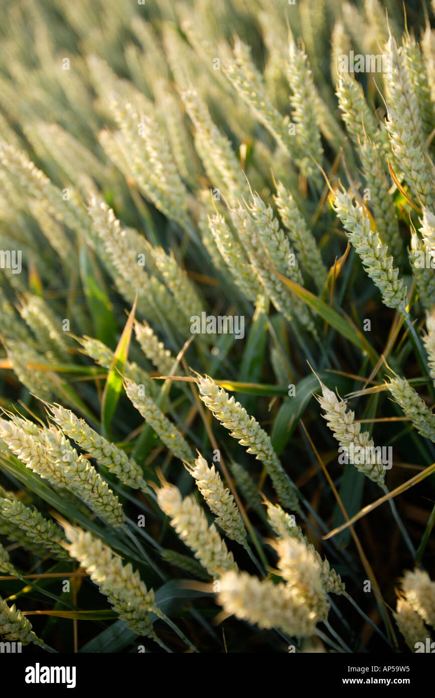 Close Up Of Ripening Wheat Norfolk UK Stock Photo - Alamy