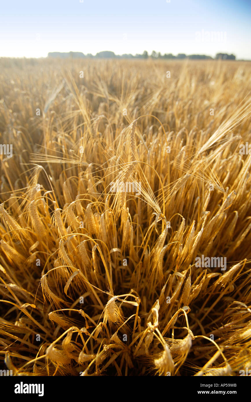 Field crop barley agriculture norfolk ripe hi-res stock photography and ...