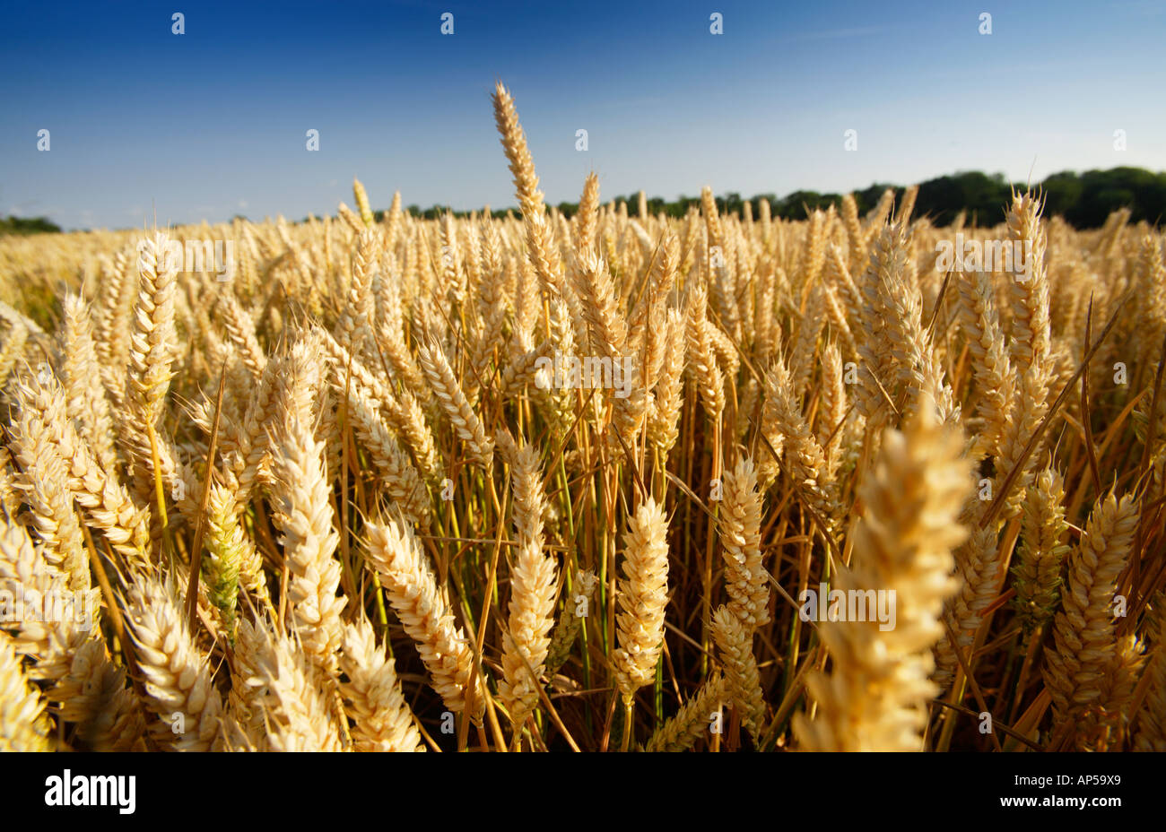 Ripe Wheat Field July Norfolk UK Stock Photo - Alamy