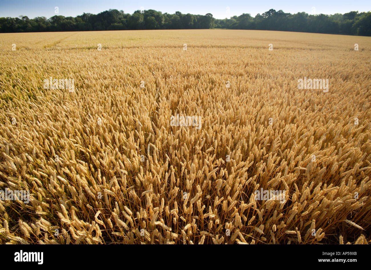 Ripe Wheat Field July Norfolk UK Stock Photo - Alamy