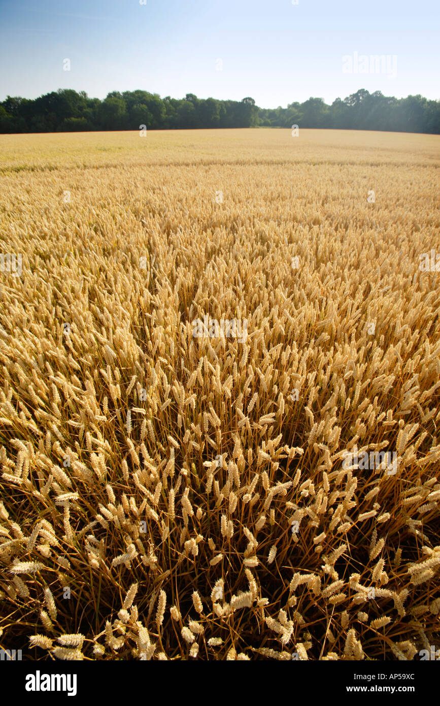 Ripe Wheat Field July Norfolk UK Stock Photo - Alamy