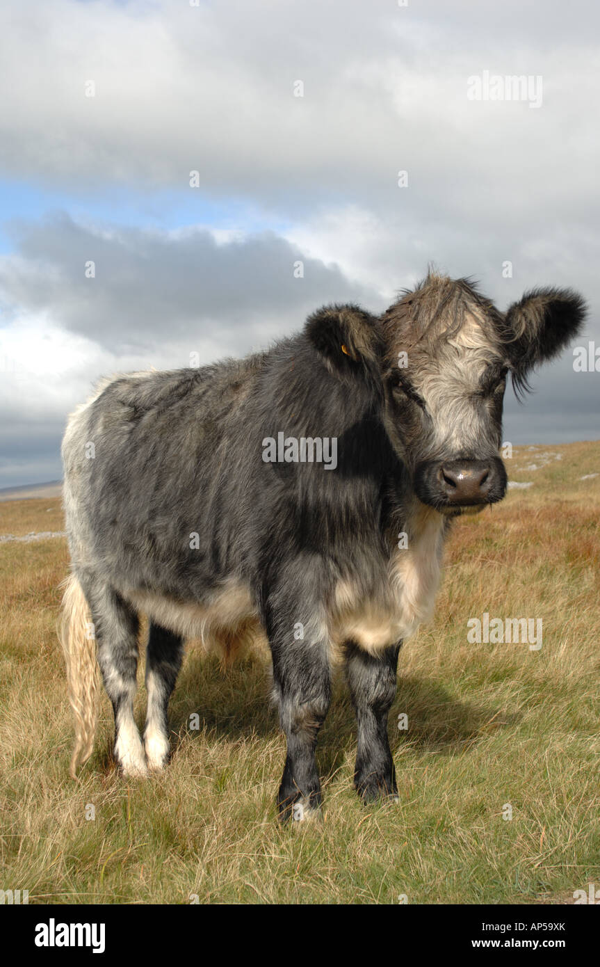 Blue grey cattle grazing on hi-res stock photography and images - Alamy
