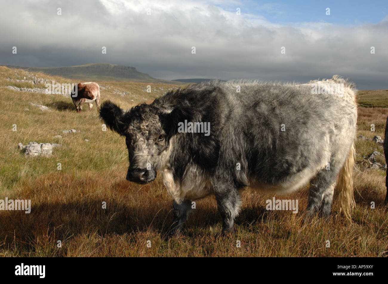 Blue grey cattle hi-res stock photography and images - Alamy