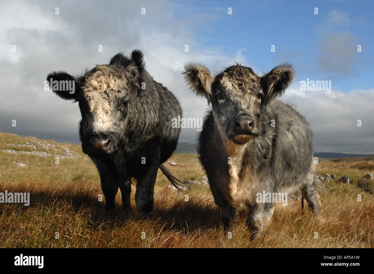 Blue grey cattle hi-res stock photography and images - Alamy