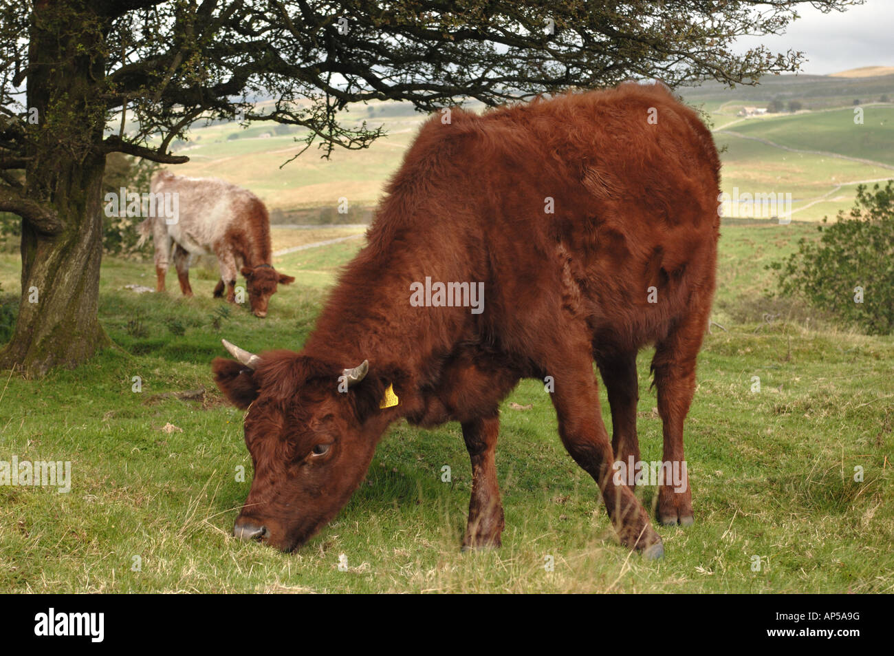 Short Horned cattle grazing on Ingleborough National Nature Reserve ...