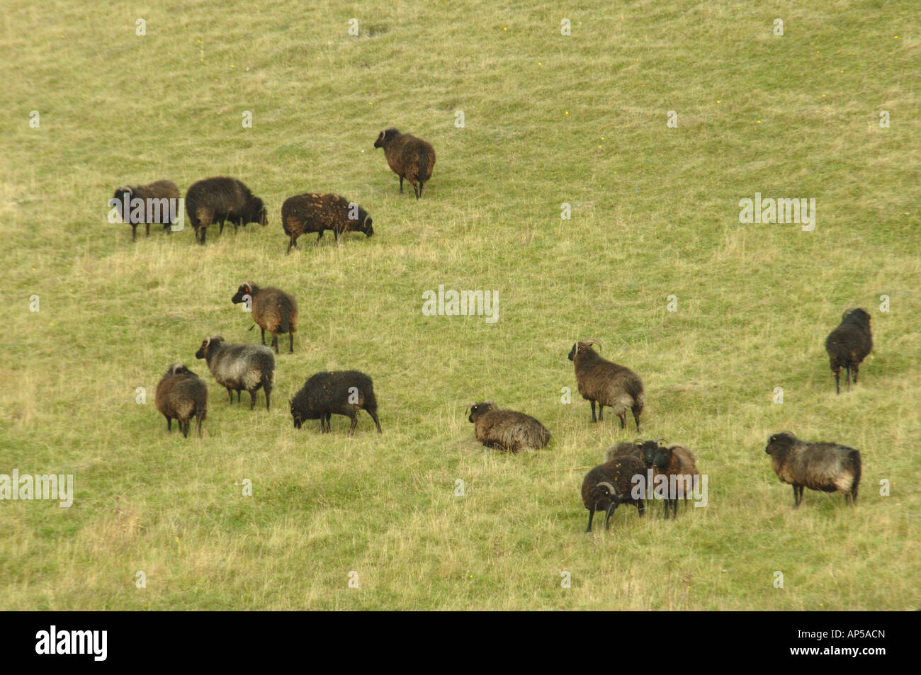 Hebridean sheep grazing Knocking Hoe National Nature Reserve ...