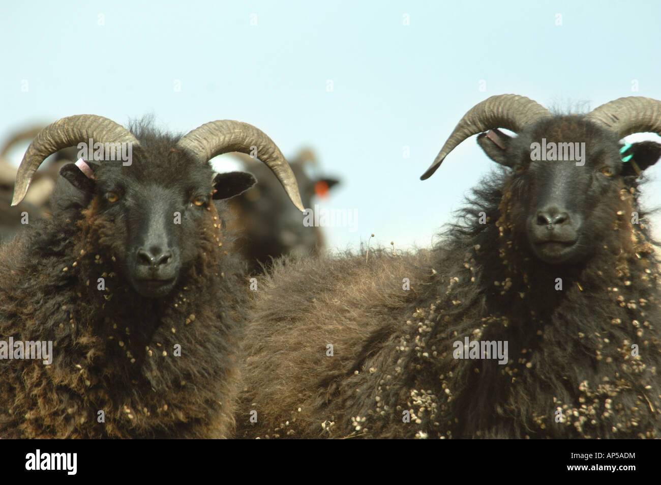 Hebridean sheep grazing Knocking Hoe National Nature Reserve ...