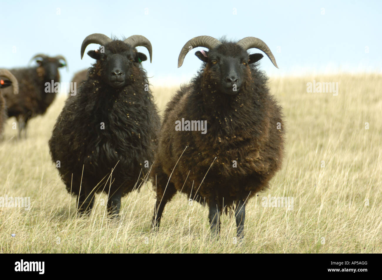 Hebridean sheep hi-res stock photography and images - Alamy