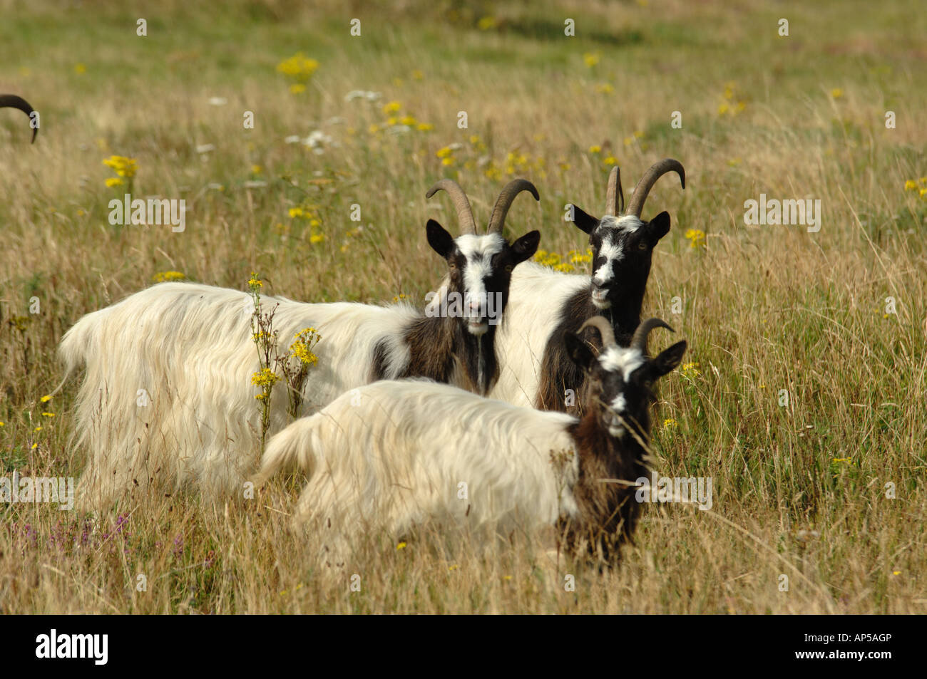 Baggot Goats grazing at Lullington Heath National Nature Reserve East ...