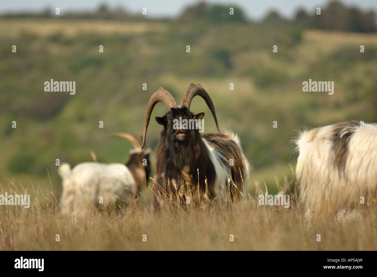 Baggot Goats grazing at Lullington Heath National Nature Reserve East ...