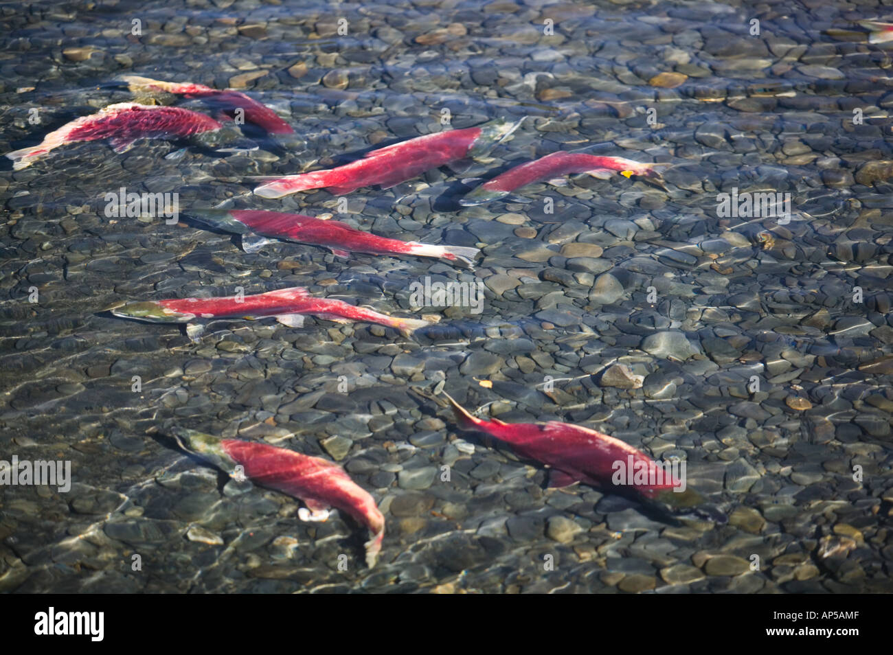 Kenai sockeye fish hi-res stock photography and images - Alamy