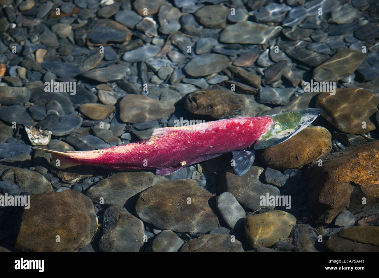 Kenai sockeye fish hi-res stock photography and images - Alamy