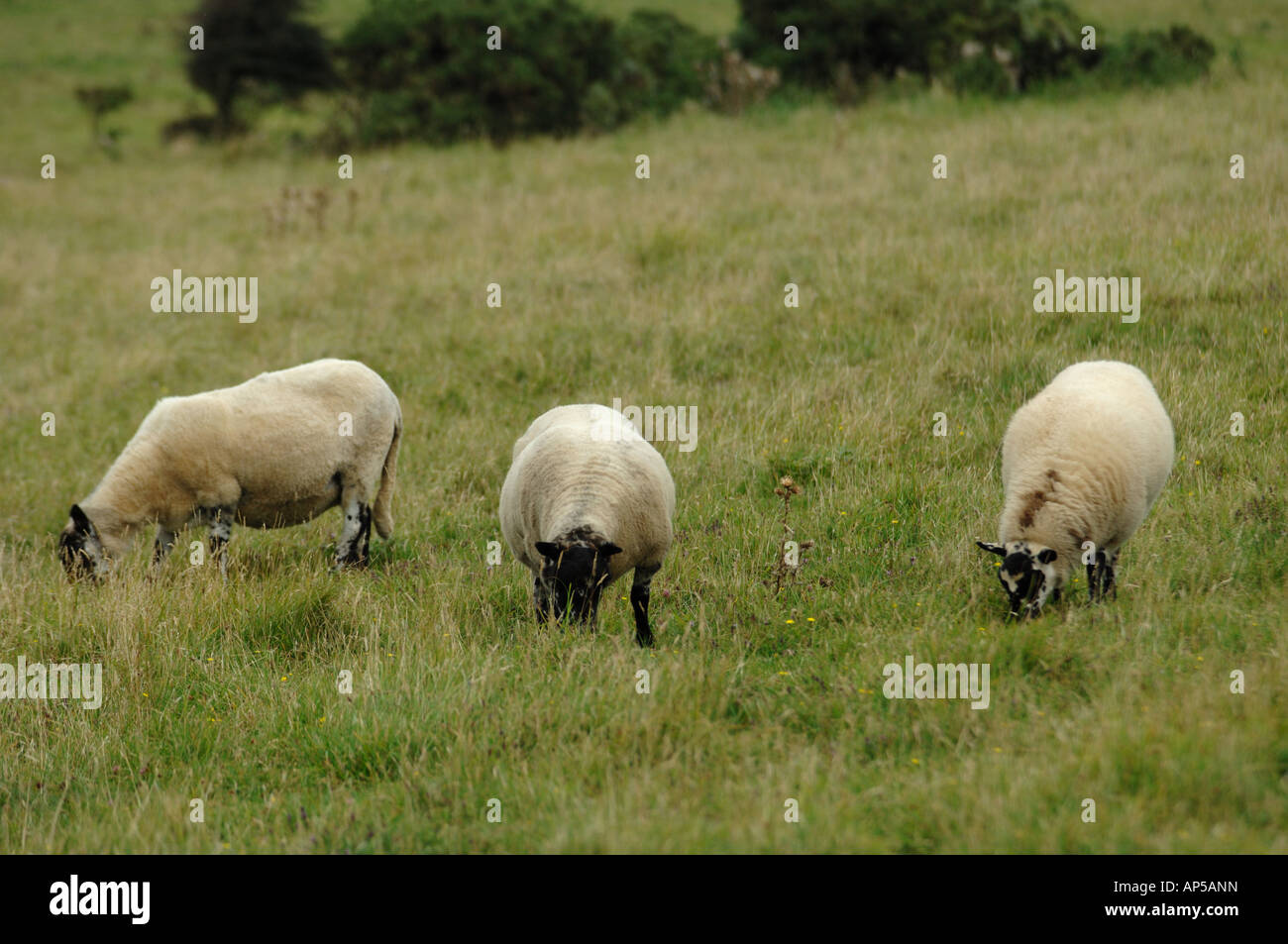 Beulah hi-res stock photography and images - Alamy