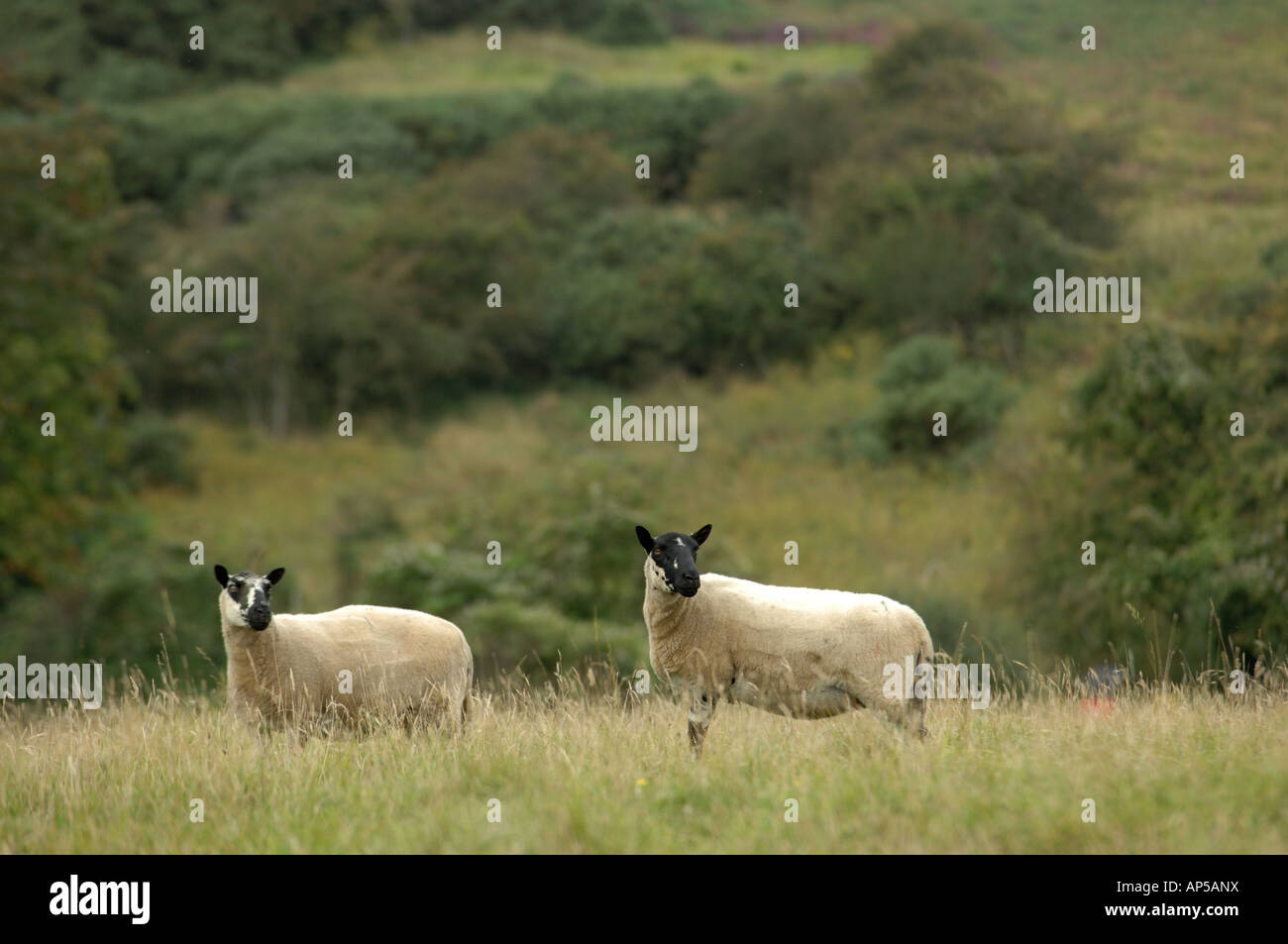 Land of beulah hi-res stock photography and images - Alamy
