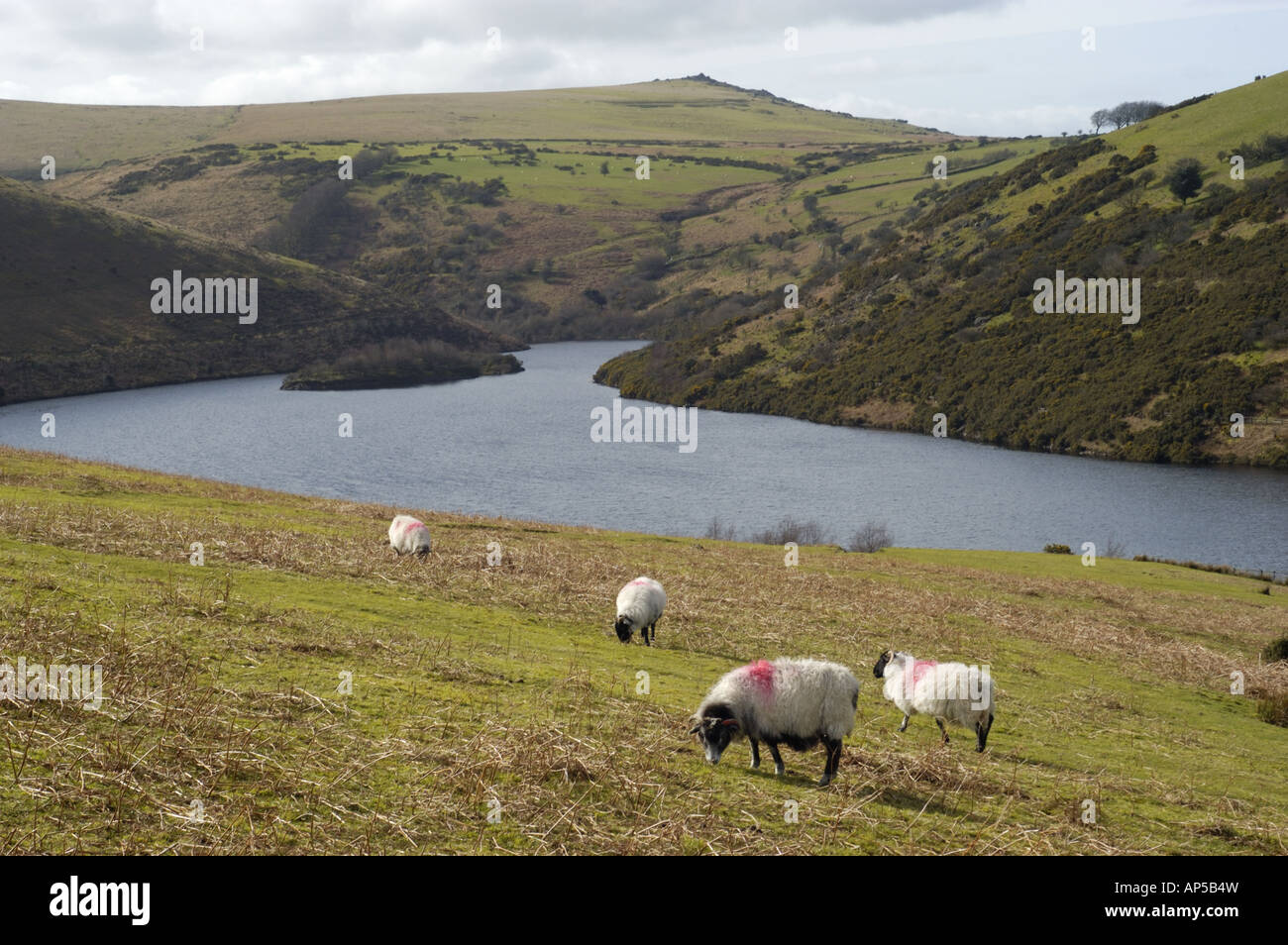 Meldon reservoir and dam in Dartmoor National Park Devon England Stock ...