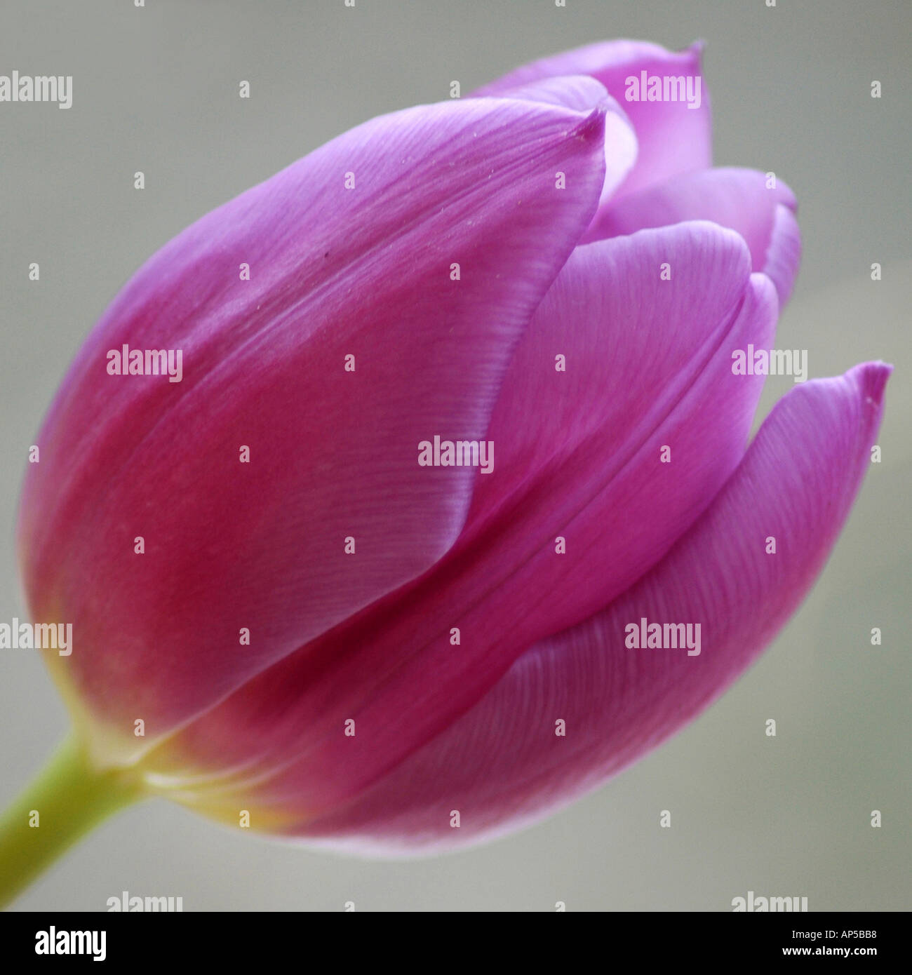 Purple Tulip 1 Stock Photo - Alamy