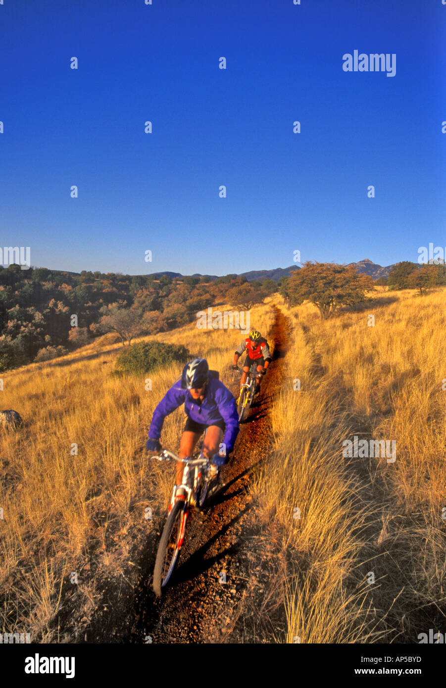 Mountain bikers on the Arizona Trail (MR Stock Photo - Alamy